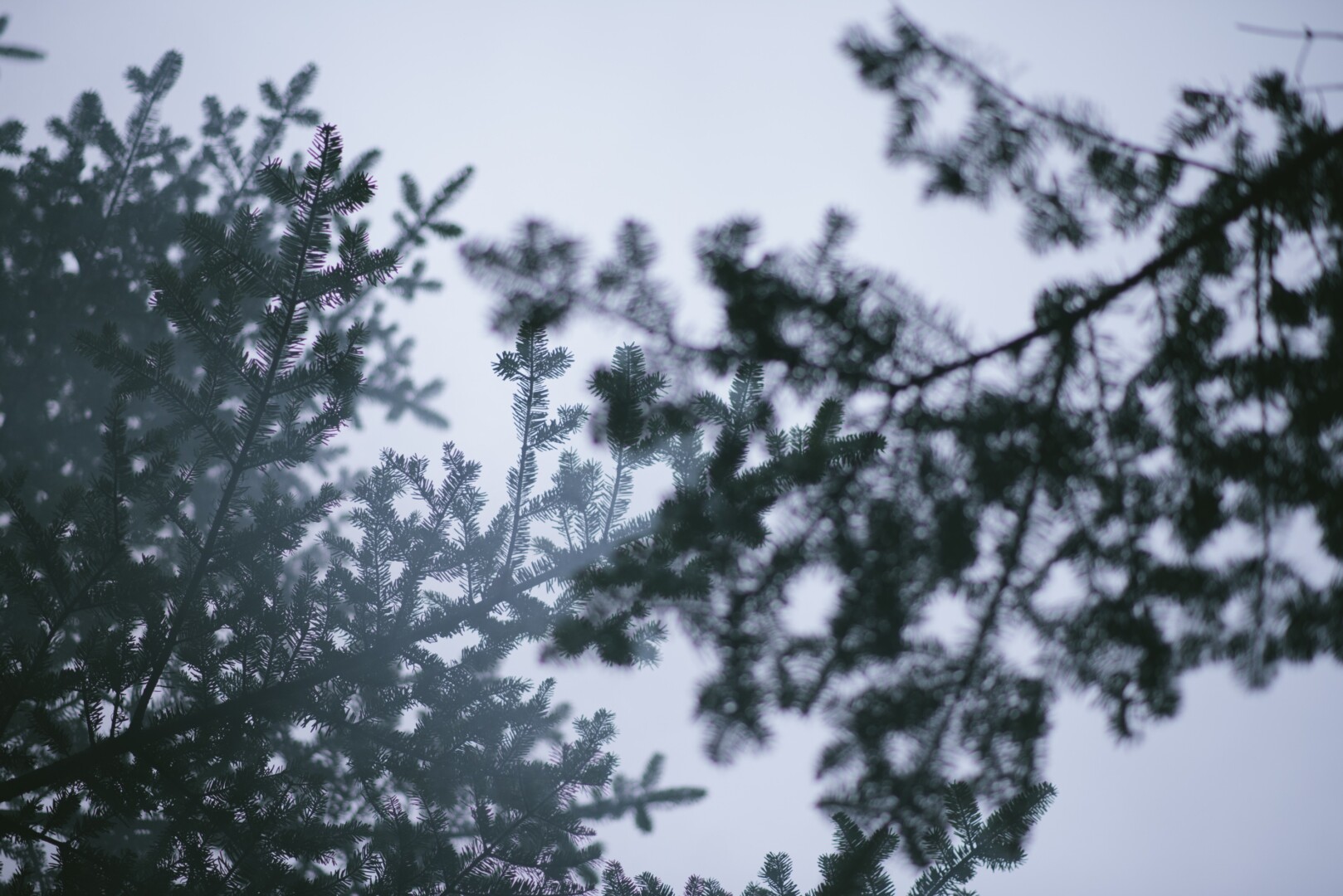 TSUBAKI DELUXE photo album